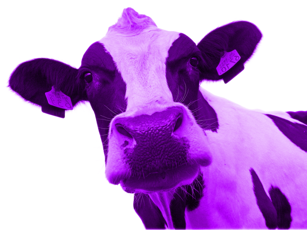 A Vaca Roxa e como Ser uma Referência na sua Empresa – oscarnogueira